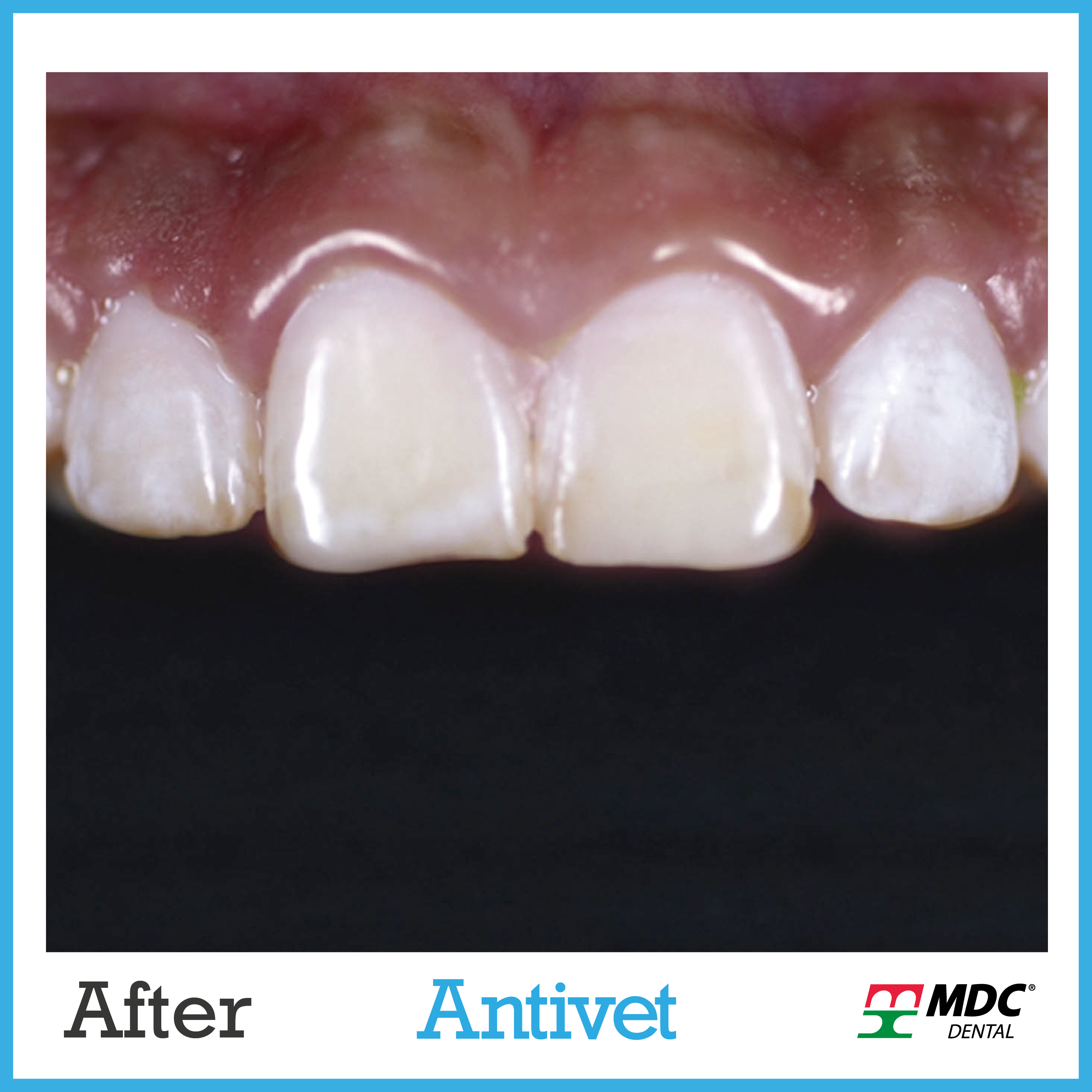 Antivet | Case Studies