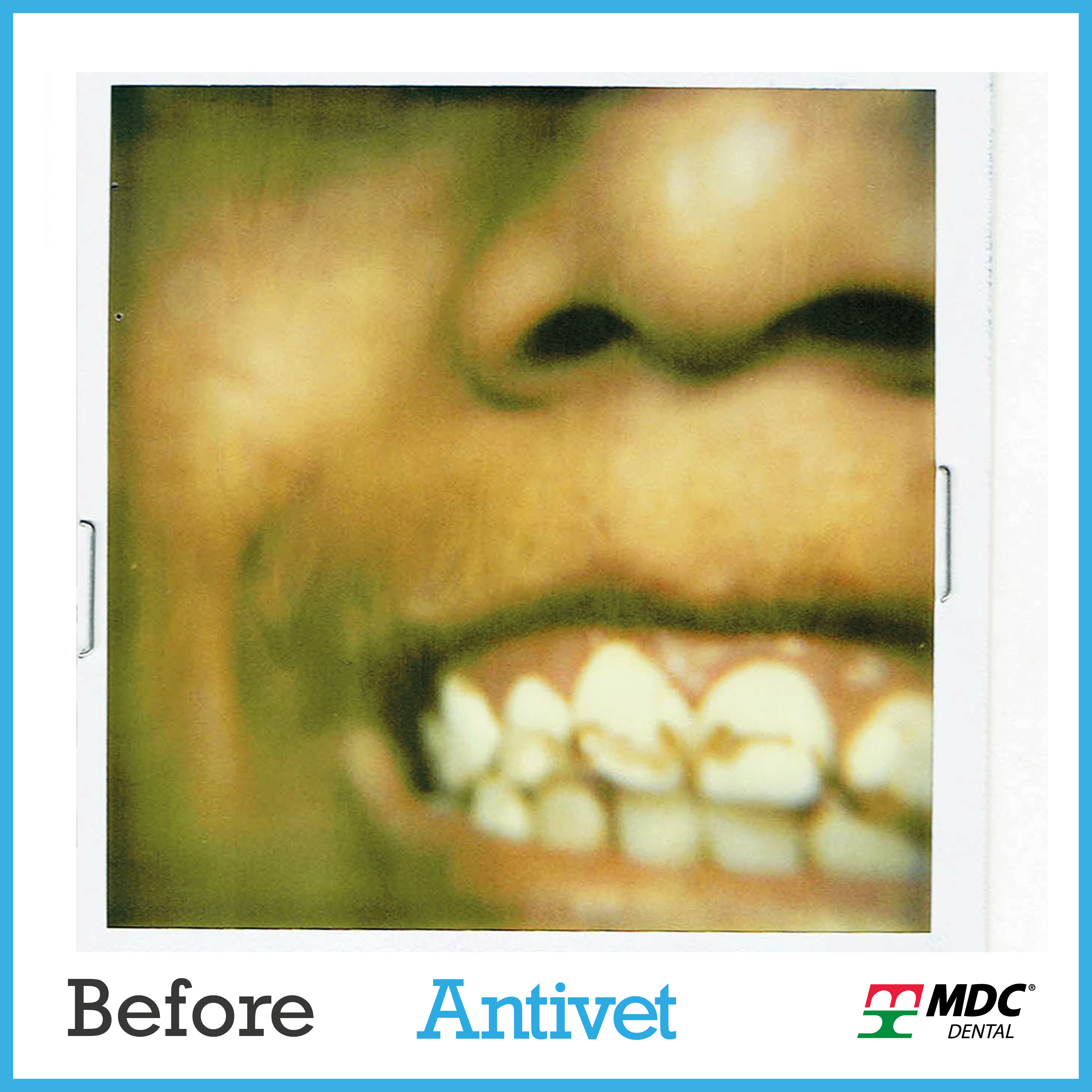 Antivet | Case Studies